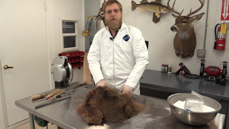 Deer Fleshing - Taxidermy Insider