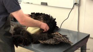 Full Strut Turkey Course - Taxidermy Insider