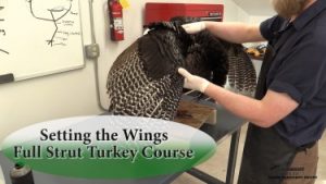 Full Strut Turkey Course - Taxidermy Insider