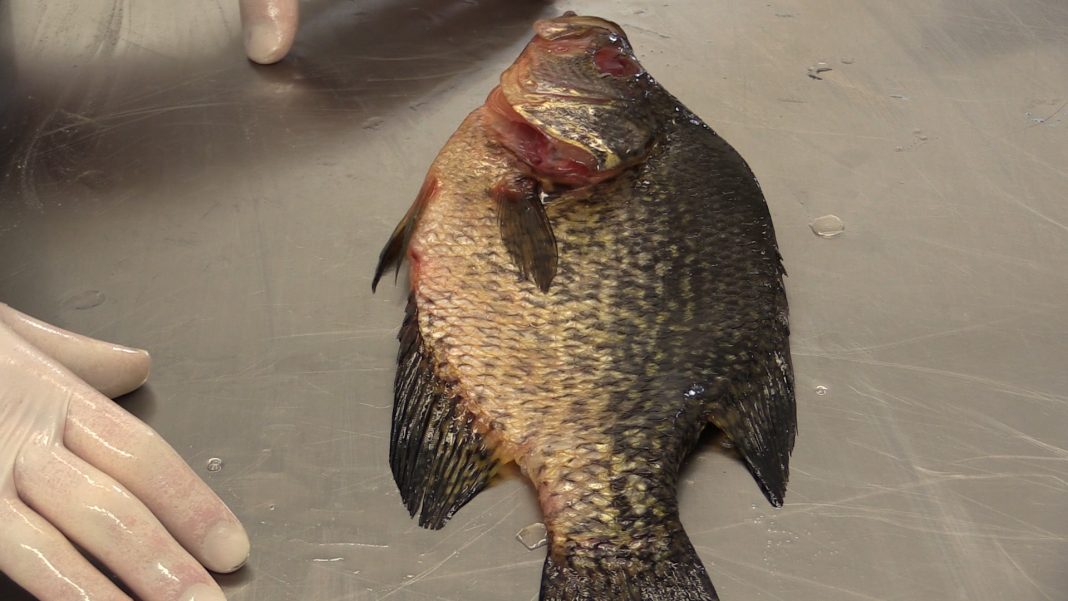 How To Skin A Crappie Without Losing Scales - Taxidermy Insider