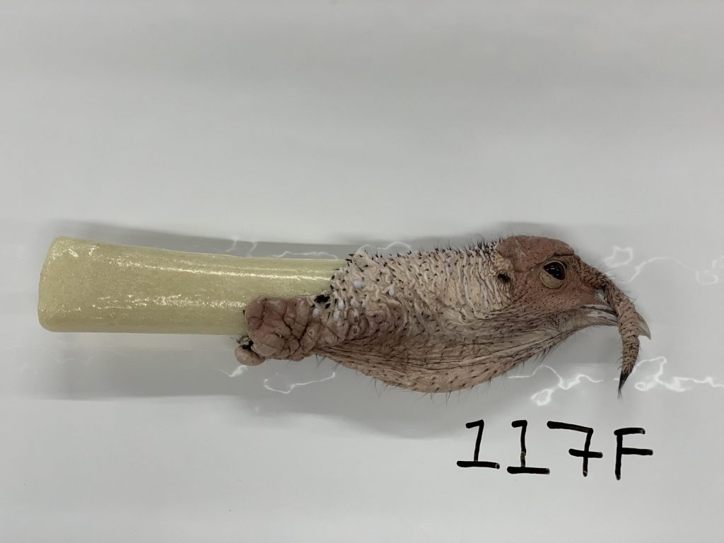 Flying Turkey Head 117F - Taxidermy Insider
